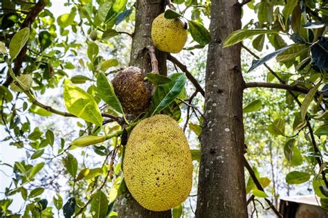 Premium Photo Jackfruit Is The Fruit Of Jack Tree Artocarpus Heterophyllus A Species Of Tree
