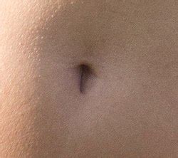 Umbilicus Simple English Wikipedia The Free Encyclopedia