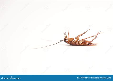 Dead Cockroach Stock Image Image Of Brown Supine Dirty 139040471