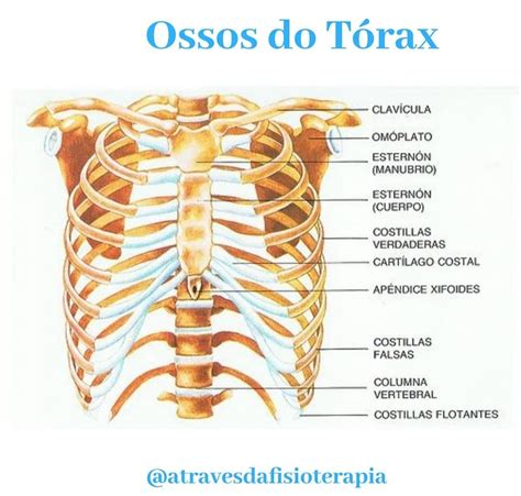Ossos Da Caixa Torácica Gitedu