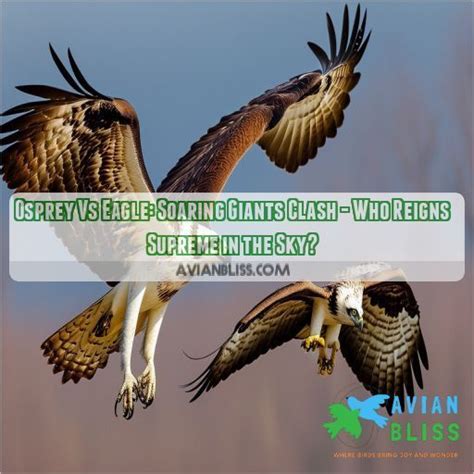 Osprey Vs Eagle Soaring Giants Clash Who Reigns Supreme In The Sky