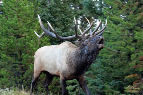 🔥 40 Monster Bull Elk Wallpapers Wallpapersafari