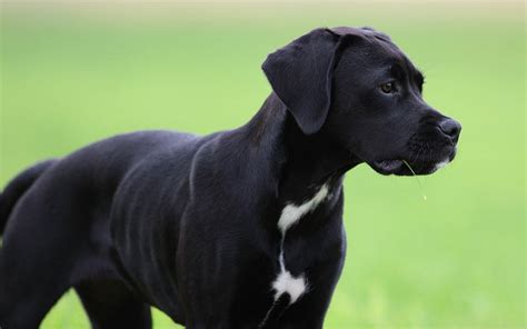 Boxer Lab Mix Weight Full Grown At Jolene Holter Blog