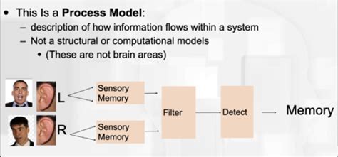 Psych Exam Flashcards Quizlet
