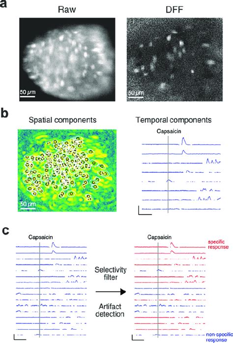 Identification Of Stimulus Specific Responses A Representative Image Download Scientific