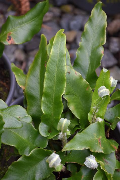 Harts Tongue Fern Phyllitis Scolopendrium In Idaho Falls Pocatello