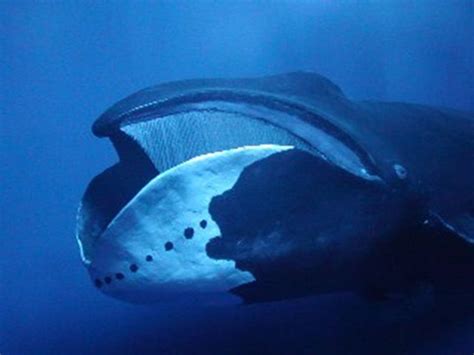 Bowhead Whales Have A 12 Foot Long Phallic Shaped Organ Inside Their