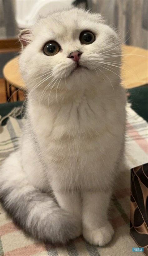 سكوتش فولد نثيه، رقم18190117