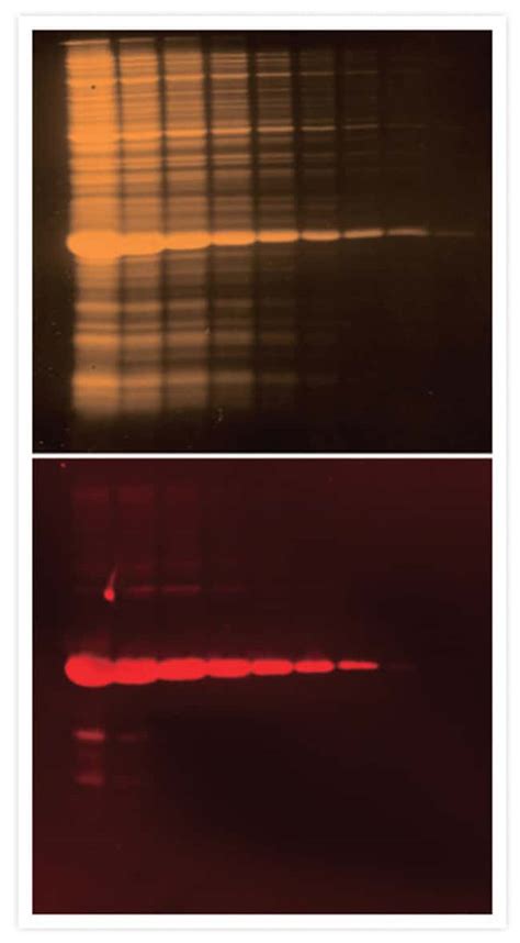 Invitrogen Novex Sypro Ruby Protein Blot Stain 200ml Electrophoresis