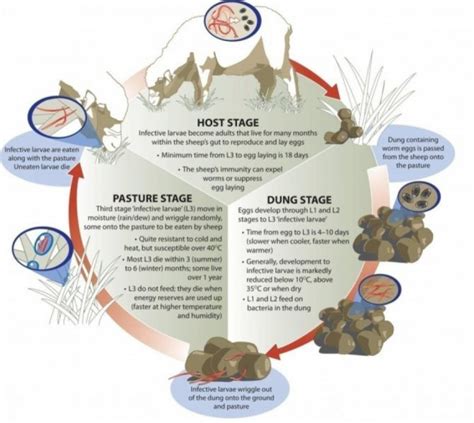 Pinworm Life Cycle