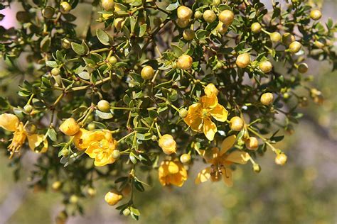 Creosote Bush Larrea Tridentata Erin Flickr