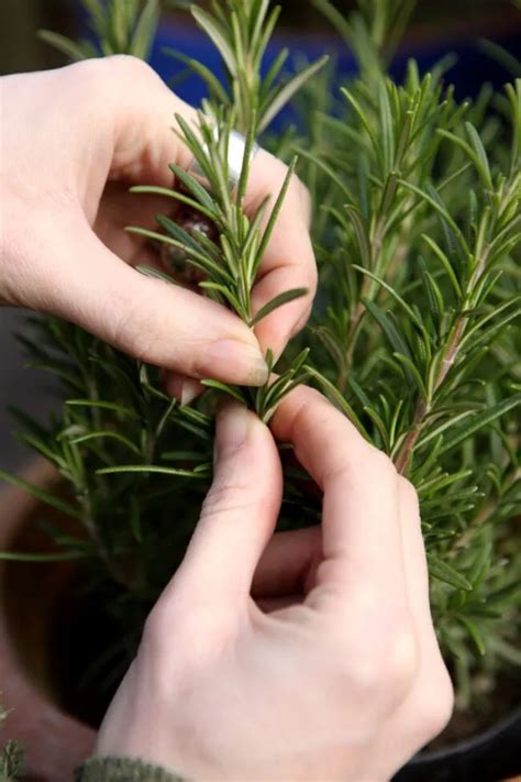 15 Natural Methods To Eliminate Mosquitoes Our Top Recommendations