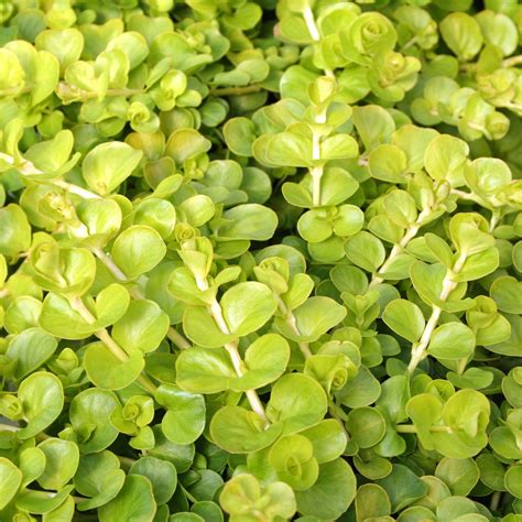 Lysimachia Nummularia