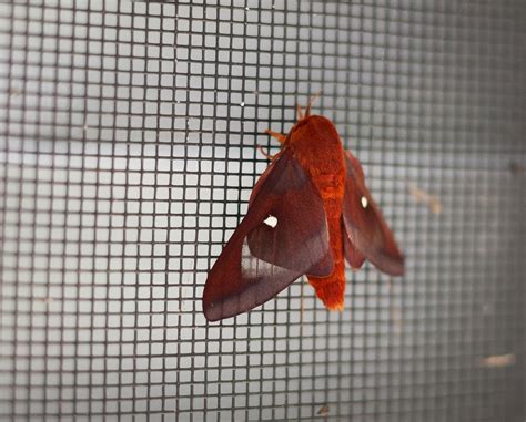 Orange Tipped Oakworm Moth R Whatsthisbug
