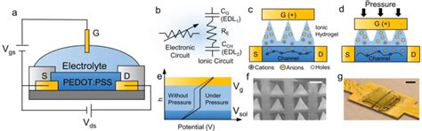 A Schematic Diagram Of The Device Structure Of An Oect B Download Scientific Diagram