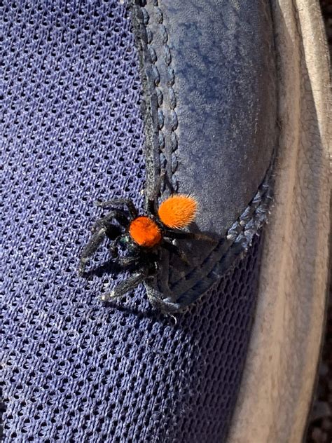 Male Apache Jumping Spider Bugs In Cyberspace