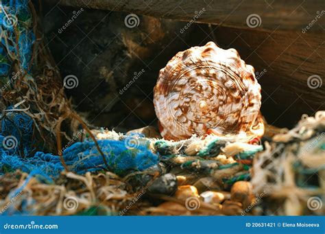 Cassis Rufa Seashell In Tidepool Stock Image Image Of Cassinae