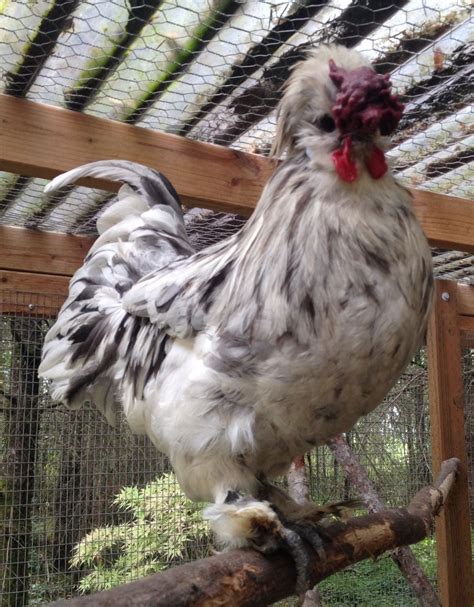 Polish Silkie Cross Chickens