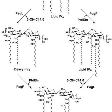 Regulated Modifications Of The Structure Of Kdo 2 Lipid A In S Download Scientific Diagram