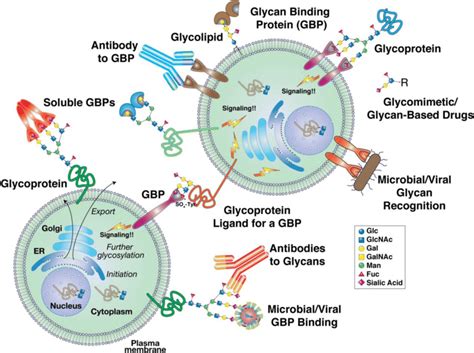 Glycolipids And Glycoproteins