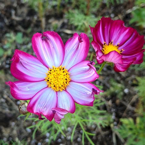 How To Grow Cosmos Easy Cut Flowers From Seed