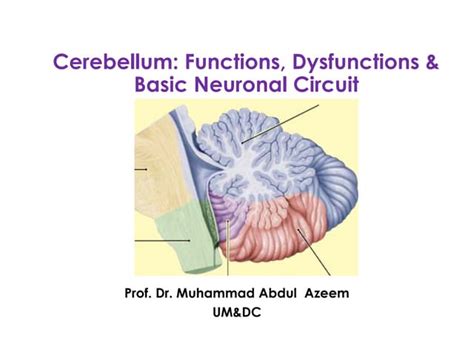 Updated 3and4th Lect Cerebellum Functional Division And Basic Neuronal Circiuit 21jan2025ppsx
