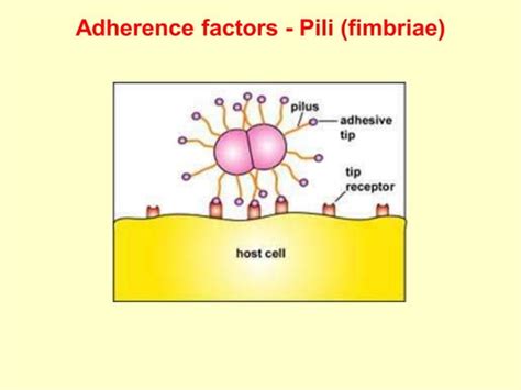 Bacterial Pathogenesispdf