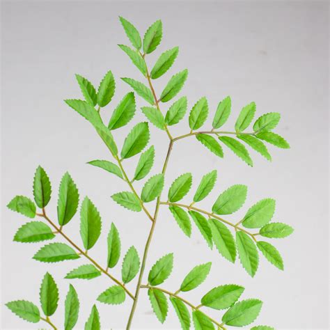 Sorbus Leaf Spray 95cm Artificial Green Foliage Stem