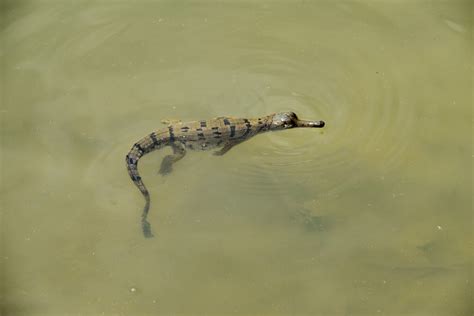 Gharial Found Breeding In Nepal After 37 Years Nepali Times