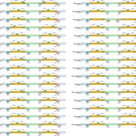 Numbers And Types Of Simple Sequence Repeats Ssr In The 33 Pinus
