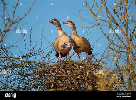 Do Geese Go In Trees At Melissa Dunphy Blog