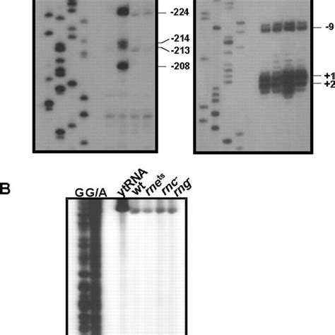 Primer Extension And S1 Mapping Analyses Total Cellular Rna Download Scientific Diagram