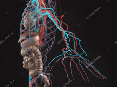 Human Anatomy Side View Organs