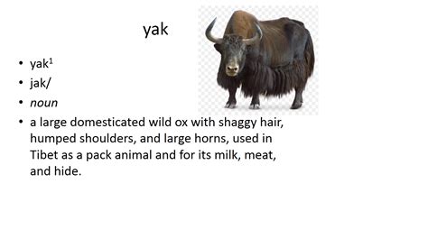 yak Vocabulary Flash Cards, Shaggy Hair, Yak