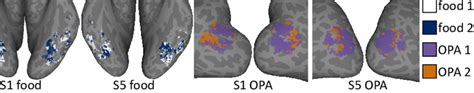 Human Evaluation Of The Difference Between Face Selective Rois Download Scientific Diagram