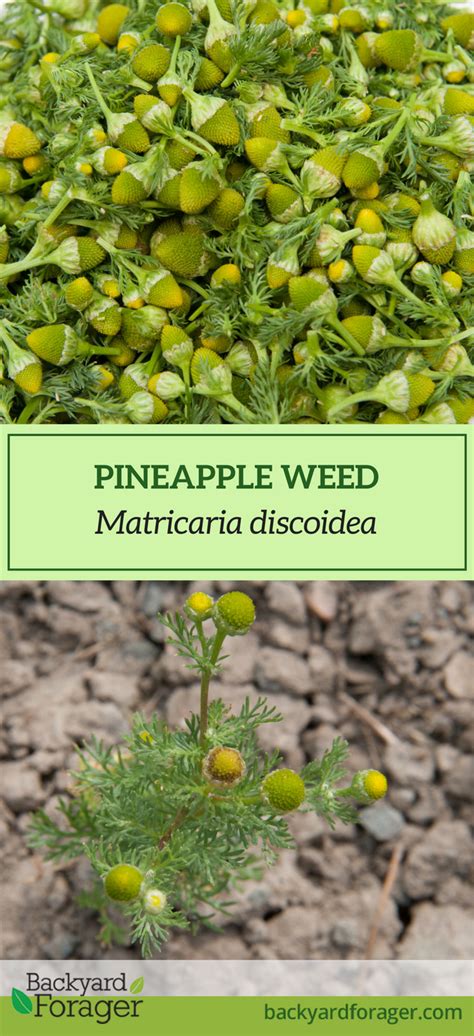 Pineapple Weed Fragrant Sweet And Delicious Backyard Forager