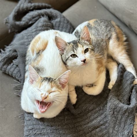 Violet Bonded With Mouse Adopted Tonis Kitty Rescue