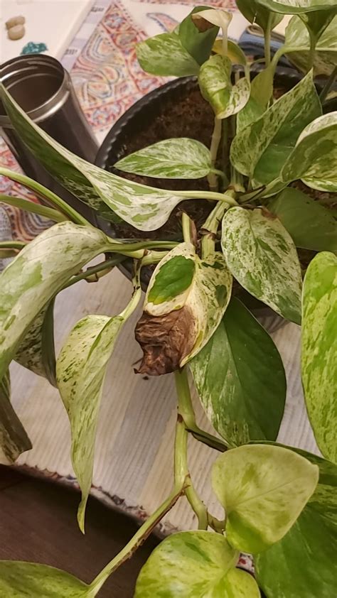 My Pathos Has Some Black Leaves Is This Too Much Water Or R Indoorgarden