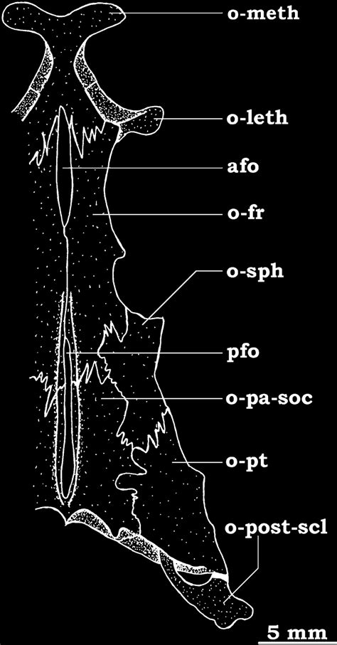 Fig To The Right Dorsal View Of The Neurocranium Of Liobagrus Download Scientific Diagram