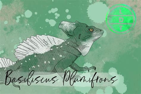 How Does The Basilisk Lizard Run On The Surface Of Water