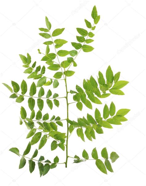 Leguminosae Twig Leaves Macro Isolated On White Background — Stock