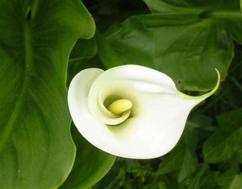 Canna Lilies Vs Calla Lilies Artofit
