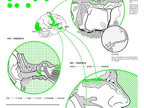 医疗信息可视化 创意设计作品图片素材 站酷zcool