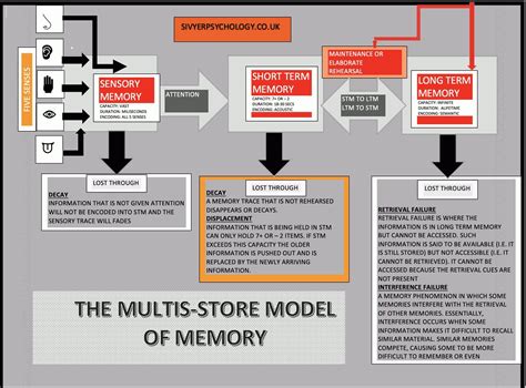 the multistore model of memory — sivyer psychology