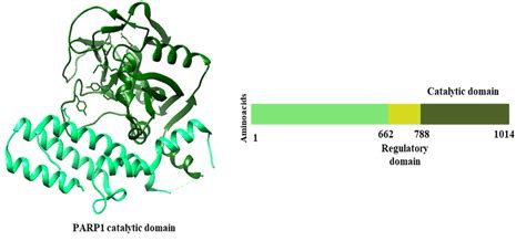 Three Dimensional Structure Of Selected Proteins On The Right Side