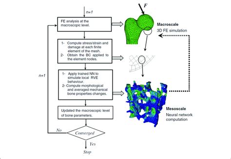 Multiscale Finite Element Neural Network Fenn Approach For Bone