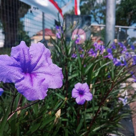 Promo Tanaman Hias Ruelia Tegak Bunga Ungu Rawelia Tegak Rolia Tegak Bunga Kab Bogor