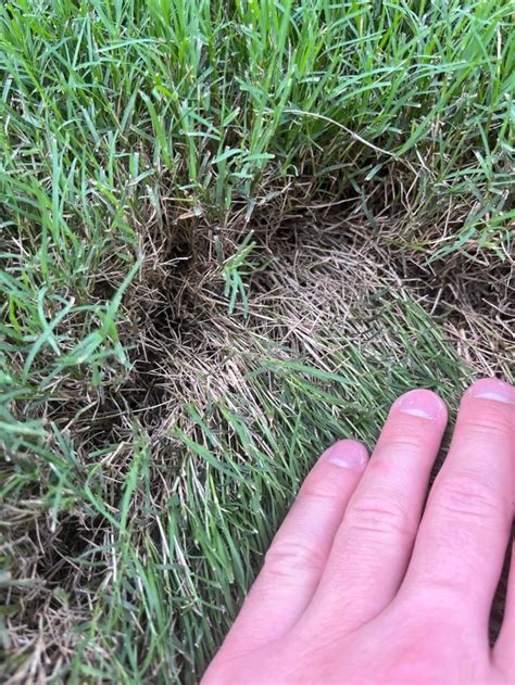 Bermuda Grass Too High R Lawncare