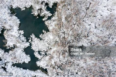 흐린 날에는 비치 숲과 하얀 얼어붙은 늪의 공중 보기 겨울 자연 풍경 0명에 대한 스톡 사진 및 기타 이미지 0명 12월 갈대속 벼과 Istock