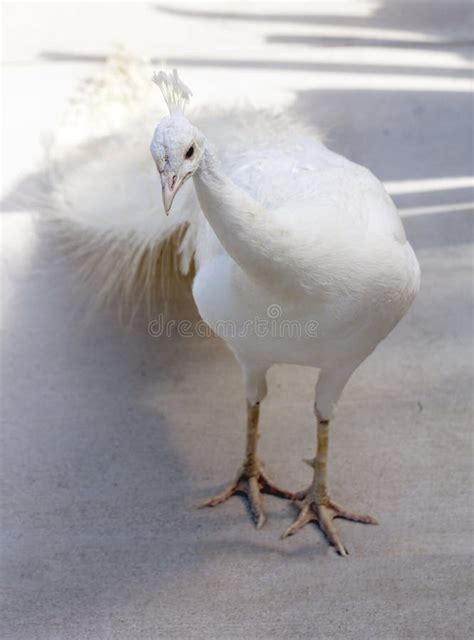 White Peacock Stock Image Image Of Talon Skittish Feathers 56707115